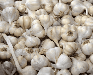 Fresh Garlic - KyraImEx - Exporters of Fresh and Dehydrated Onions ...