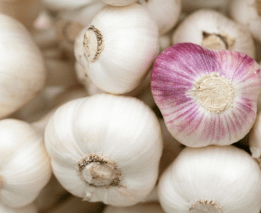 Fresh Garlic - KyraImEx - Exporters of Fresh and Dehydrated Onions ...