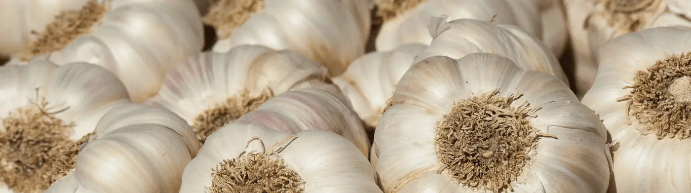 Fresh Garlic - KyraImEx - Exporters of Fresh and Dehydrated Onions ...