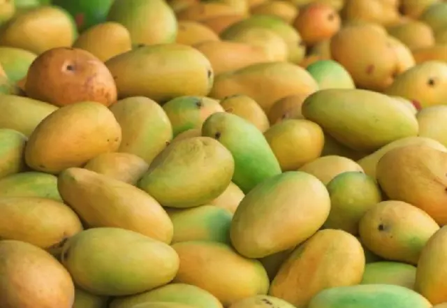 Premium Prayagraj Mangoes Exported to UAE & Oman - KyraImEx - Exporters ...
